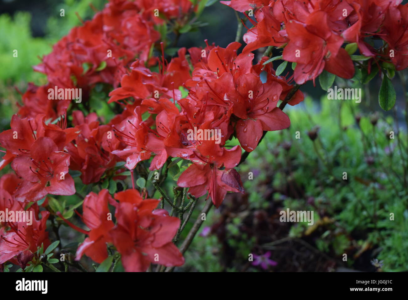 Spray of azalea flowers Stock Photo - Alamy