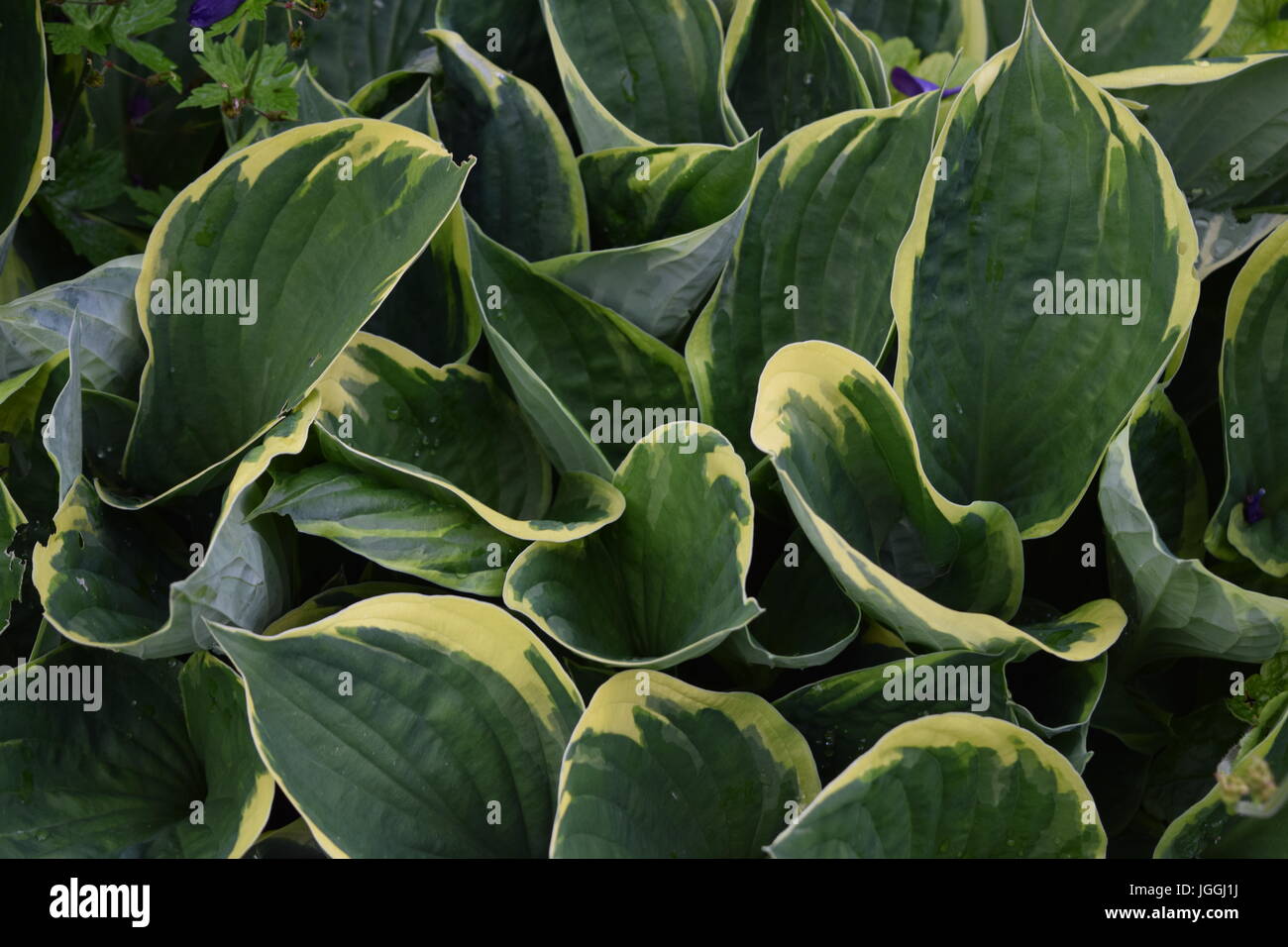 Green white hosta leaves hi-res stock photography and images - Alamy