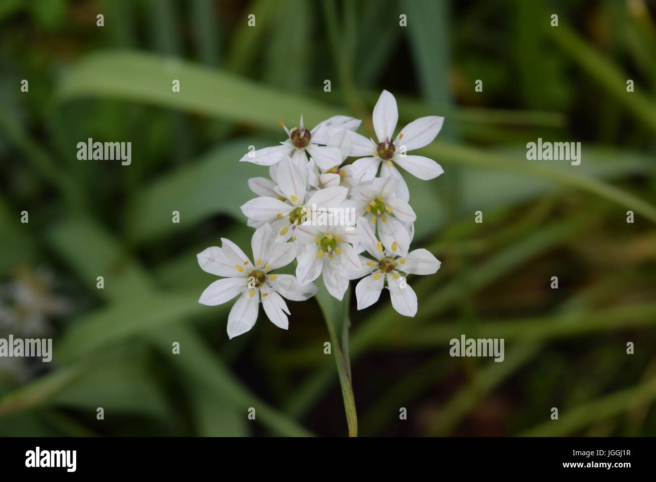 White flowering bulb Stock Photo - Alamy