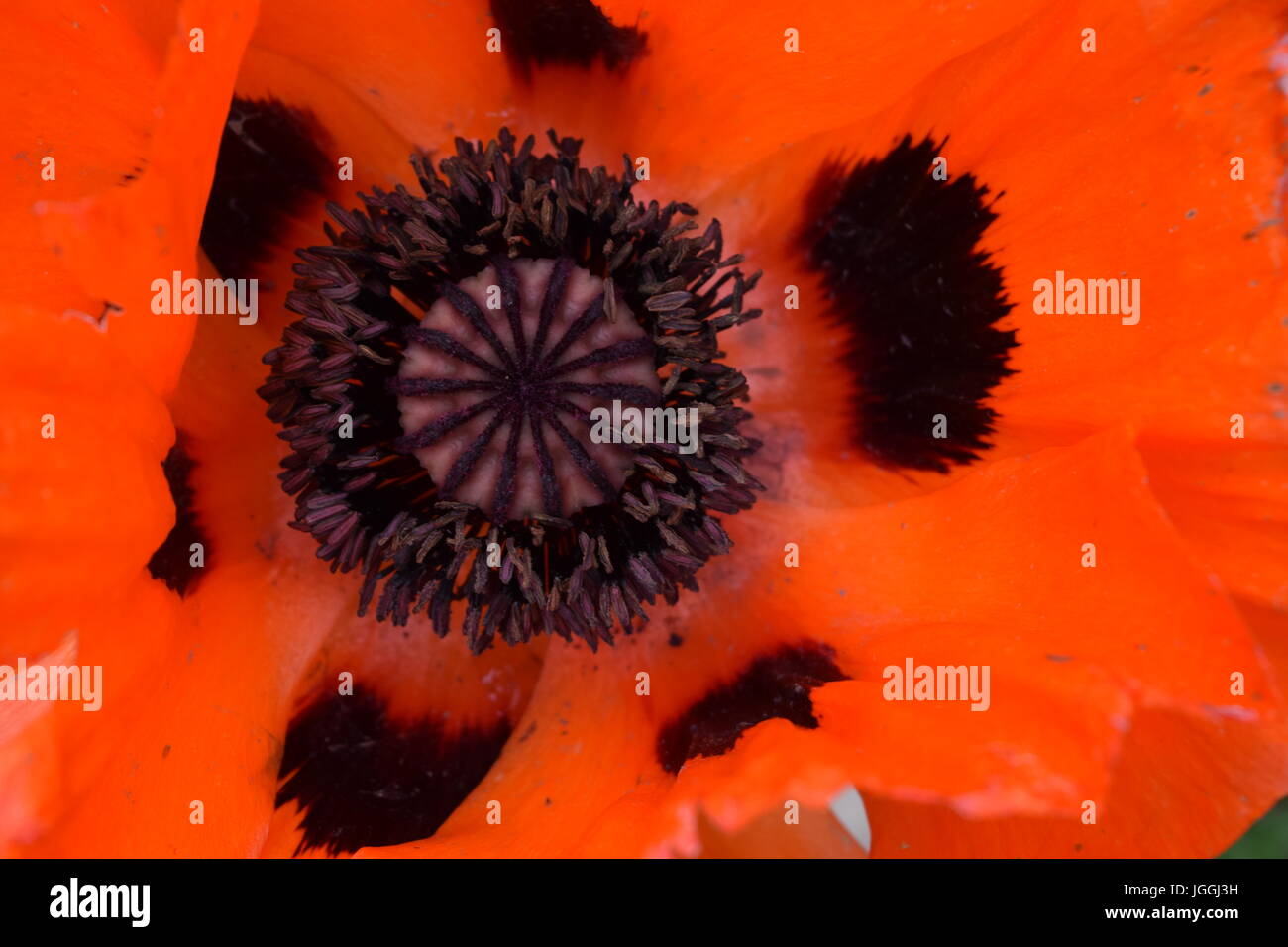 oriental poppy, full frame Stock Photo - Alamy