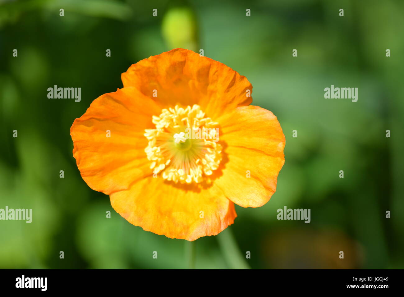 Welsh poppy hi-res stock photography and images - Alamy