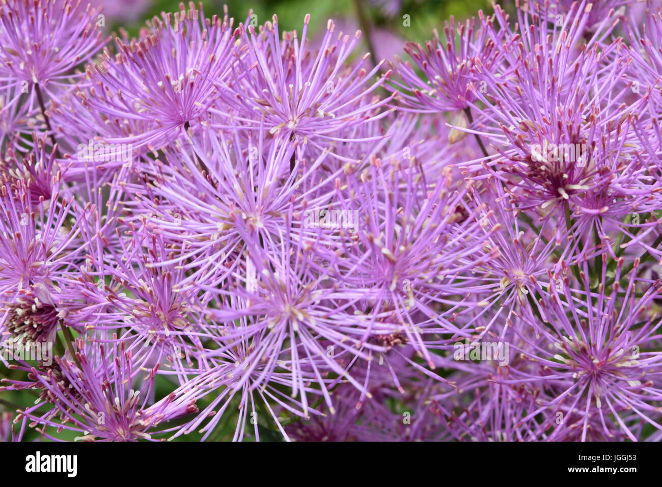 Flowers of thallictrum Stock Photo - Alamy