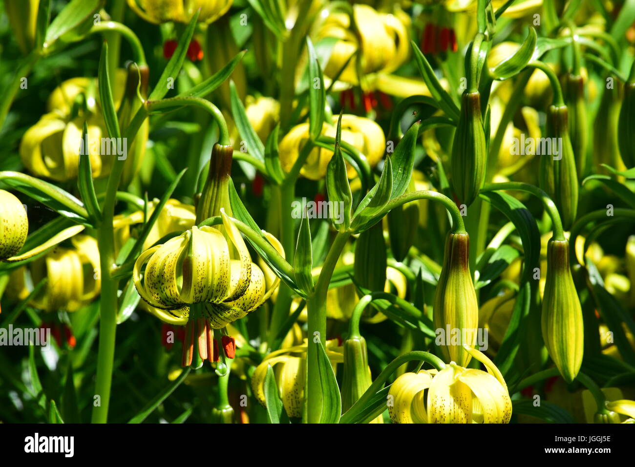 Yellow lilies, backgrounds Stock Photo - Alamy
