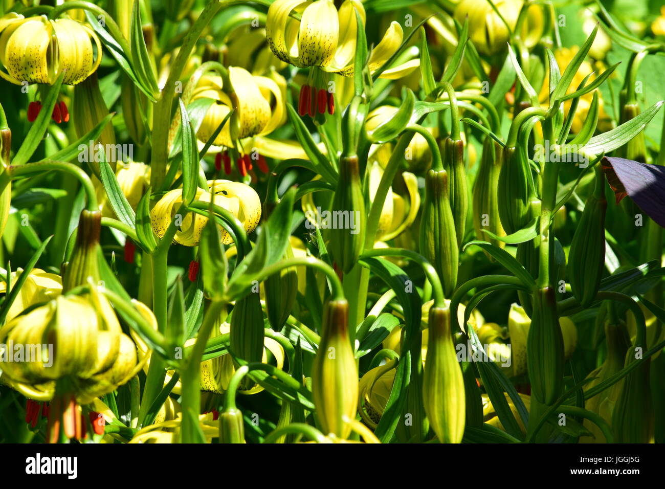Backgrounds, yellow lilies Stock Photo - Alamy