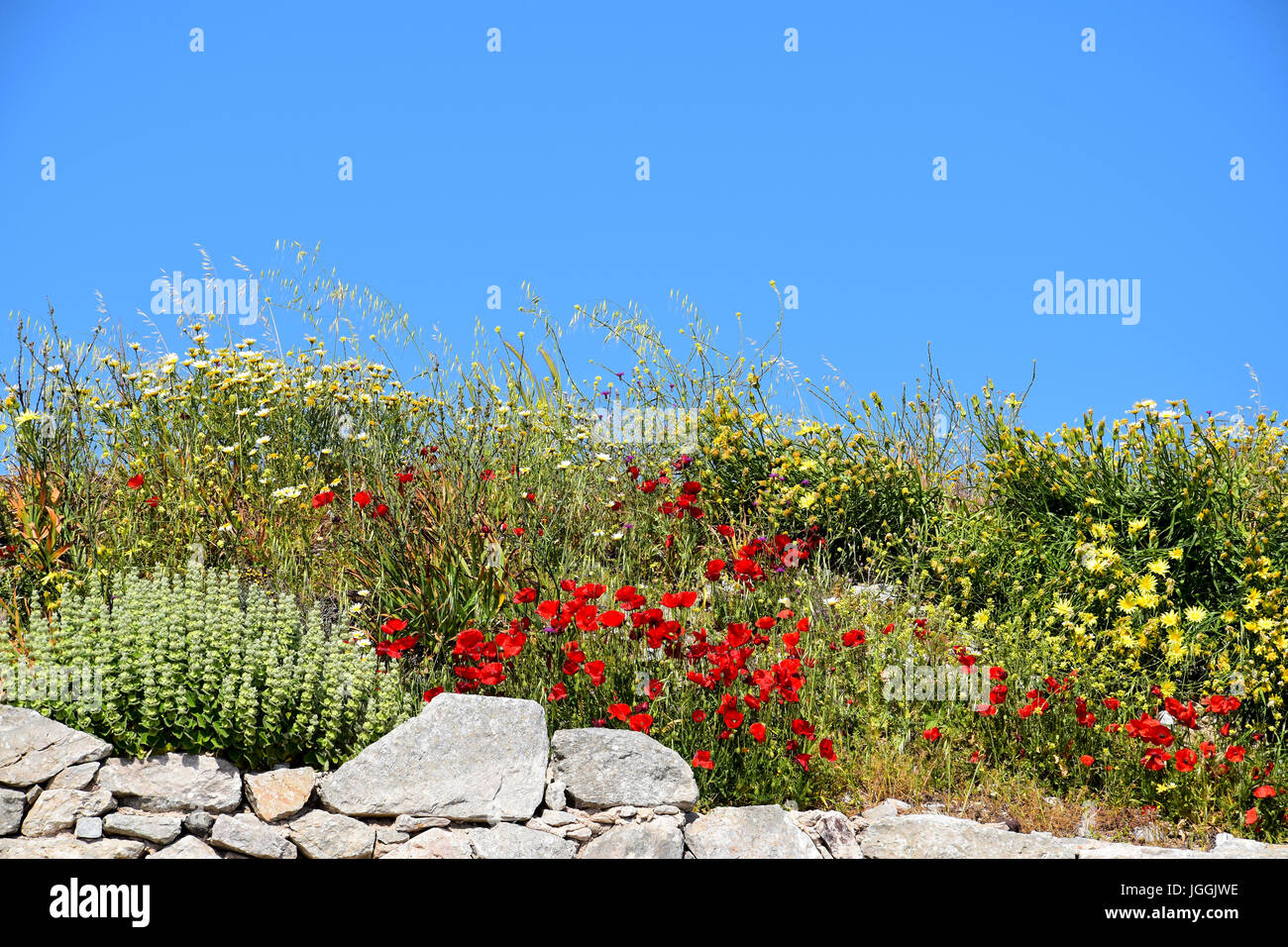 Santorini poppies hi-res stock photography and images - Alamy