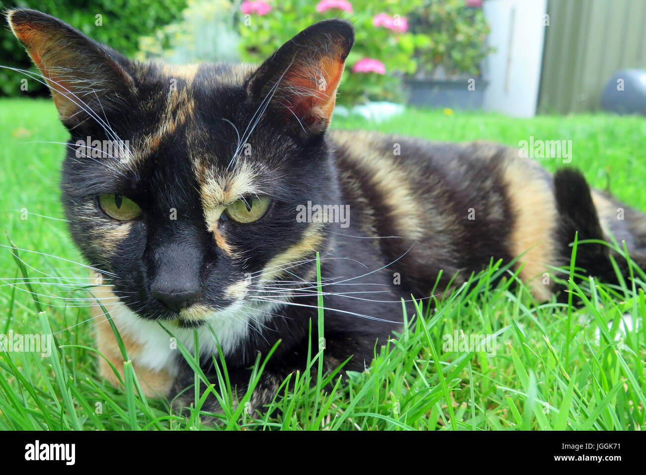 Irish Kitty Stock Photos & Irish Kitty Stock Images - Alamy