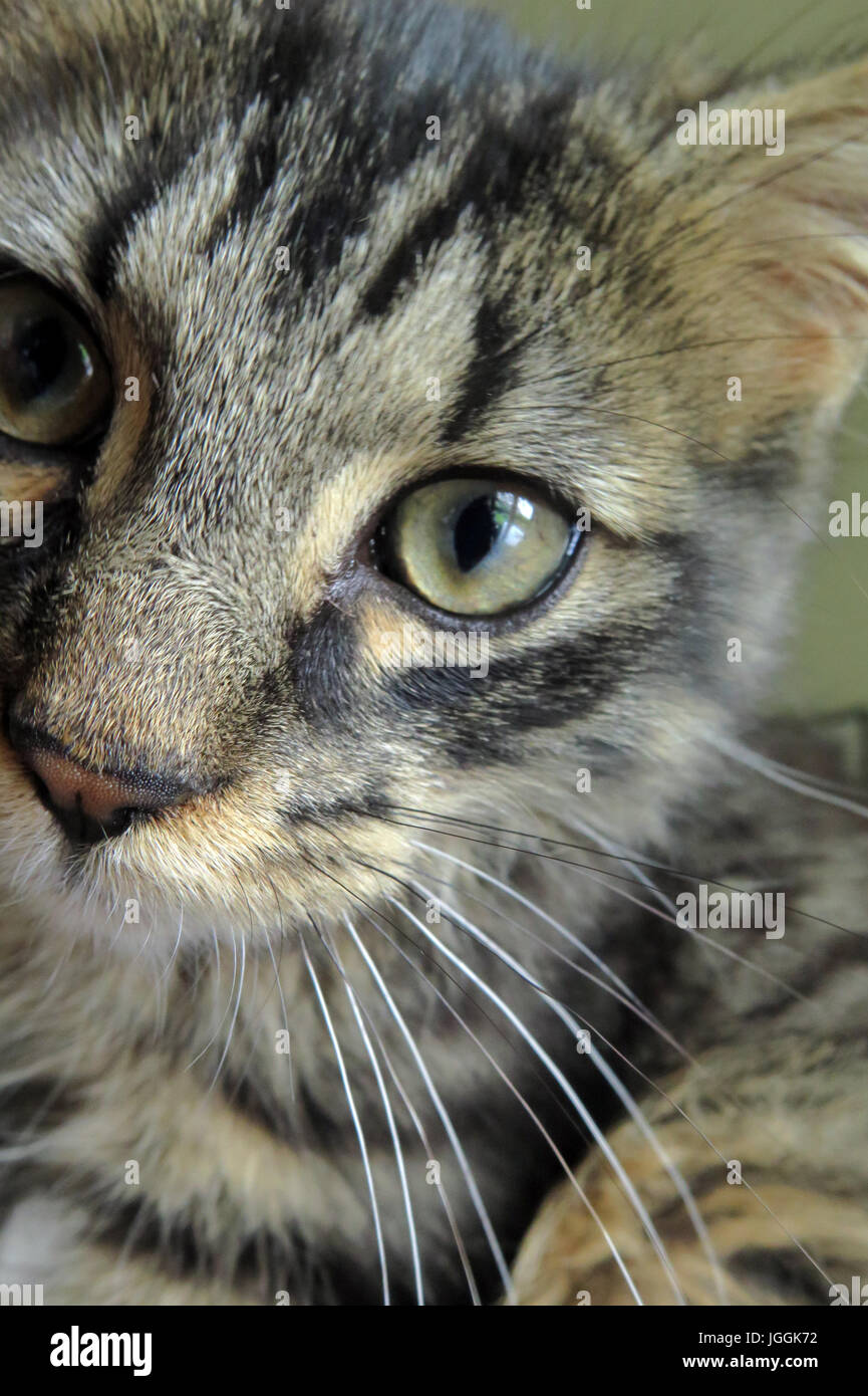 Cat, Feline, Felid, Domesticated Pet Stock Photo - Alamy