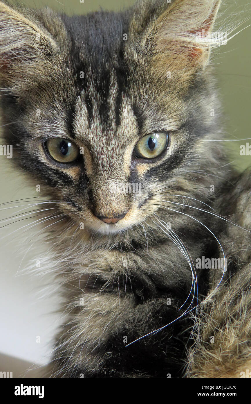 Cat, Feline, Felid, Domesticated Pet Stock Photo - Alamy