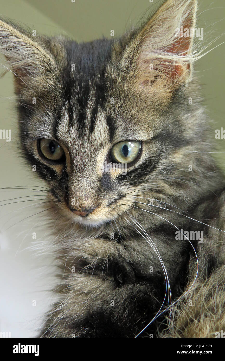 Cat, Feline, Felid, Domesticated Pet Stock Photo - Alamy