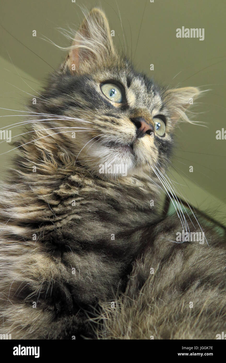 Cat, Feline, Felid, Domesticated Pet Stock Photo - Alamy