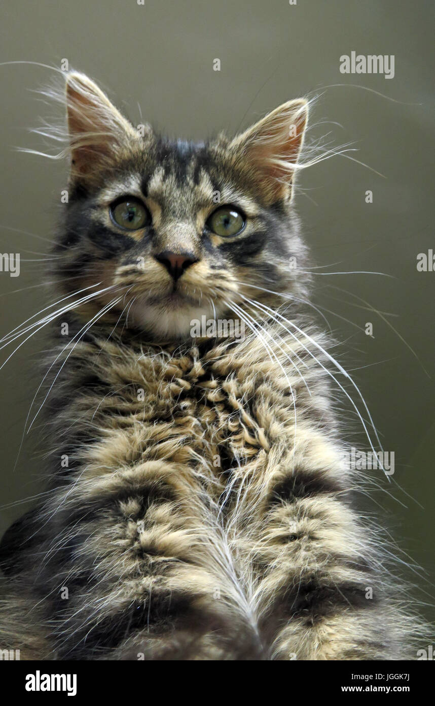 Cat, Feline, Felid, Domesticated Pet Stock Photo - Alamy