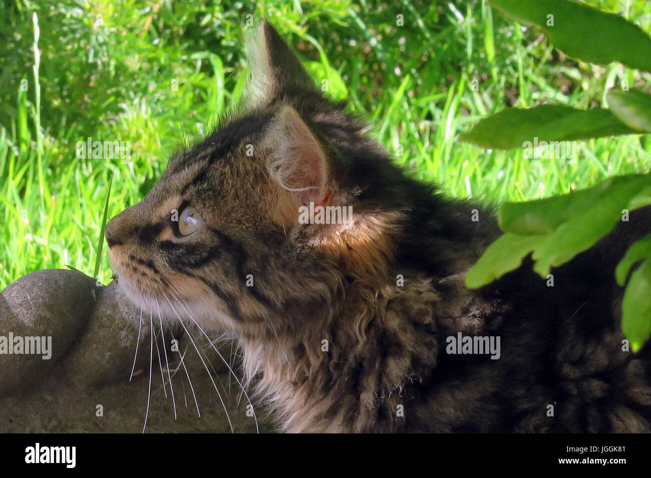 Cat, Feline, Felid, Domesticated Pet Stock Photo - Alamy