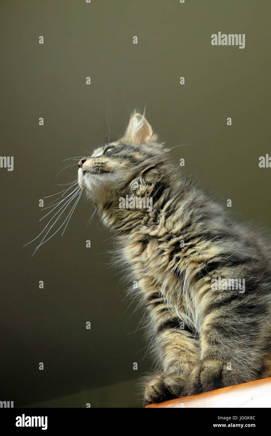 Cat, Feline, Felid, Domesticated Pet Stock Photo - Alamy