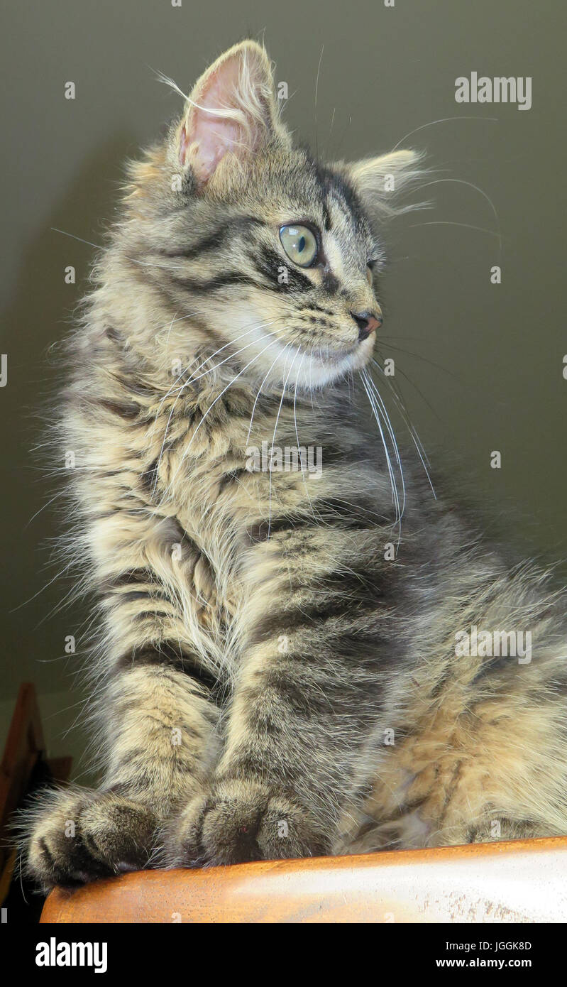Cat, Feline, Felid, Domesticated Pet Stock Photo - Alamy