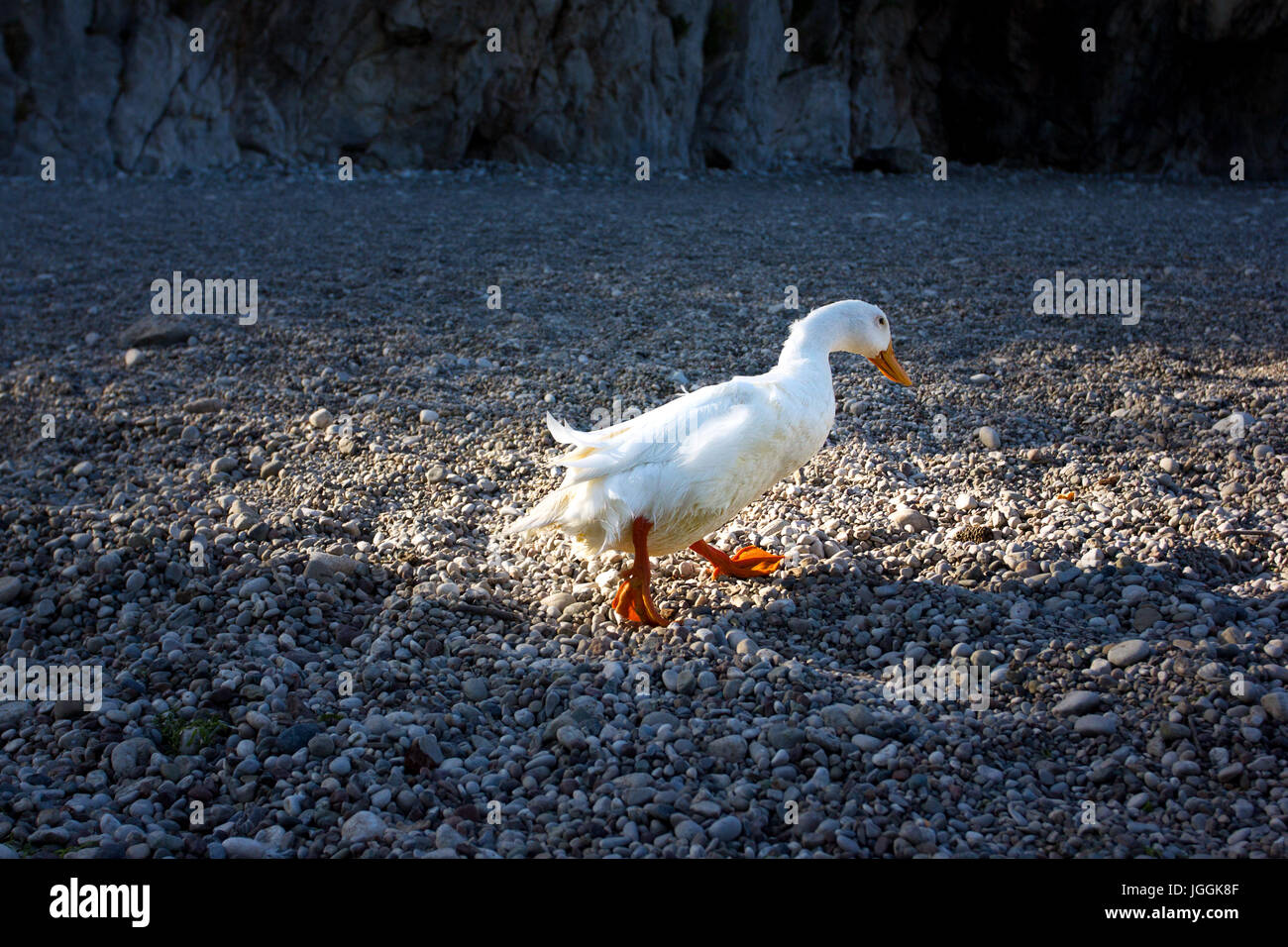 White duck walking on a stone pebble beach, nature concept Stock Photo ...
