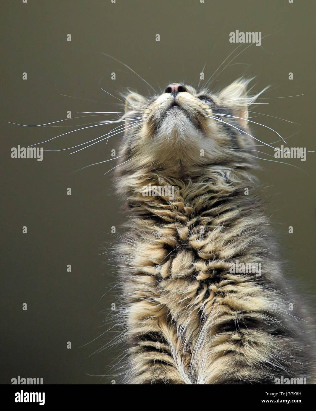 Cat, Feline, Felid, Domesticated Pet Stock Photo - Alamy