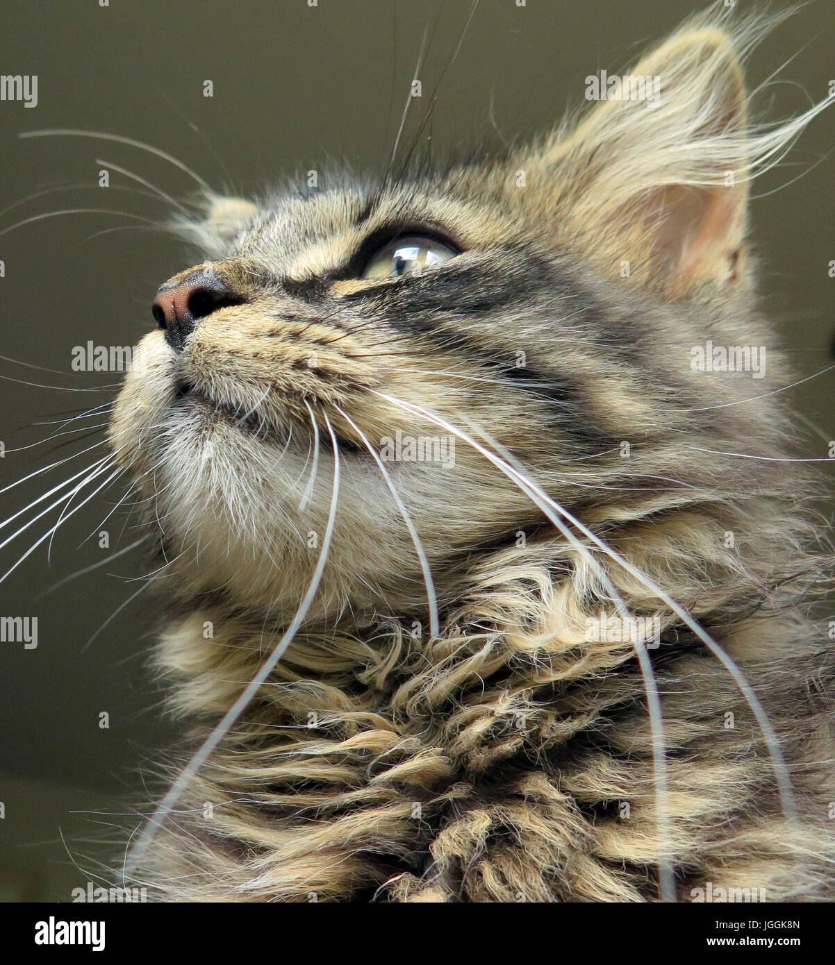 Cat, Feline, Felid, Domesticated Pet Stock Photo - Alamy