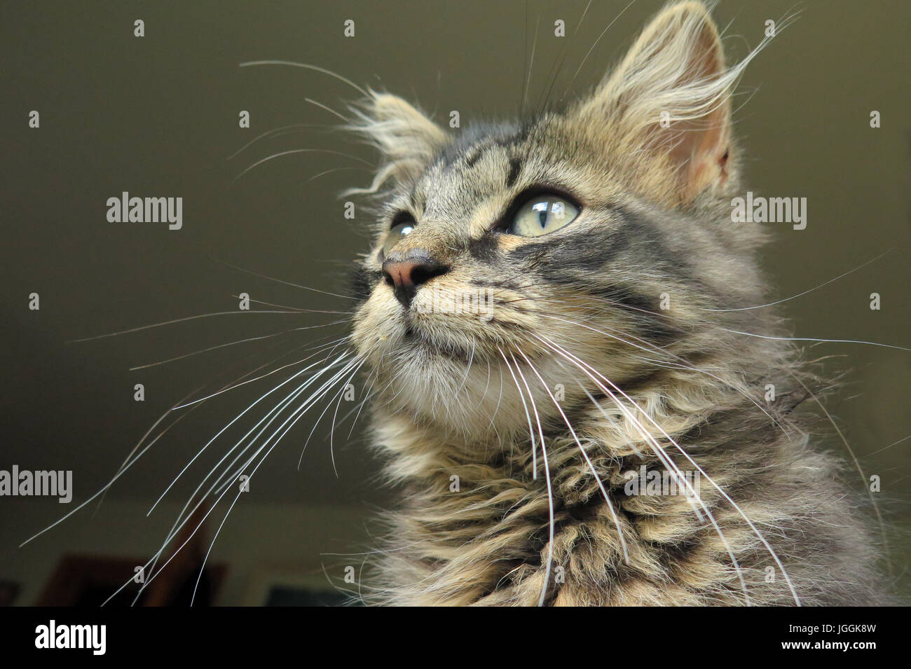 Cat, Feline, Felid, Domesticated Pet Stock Photo - Alamy