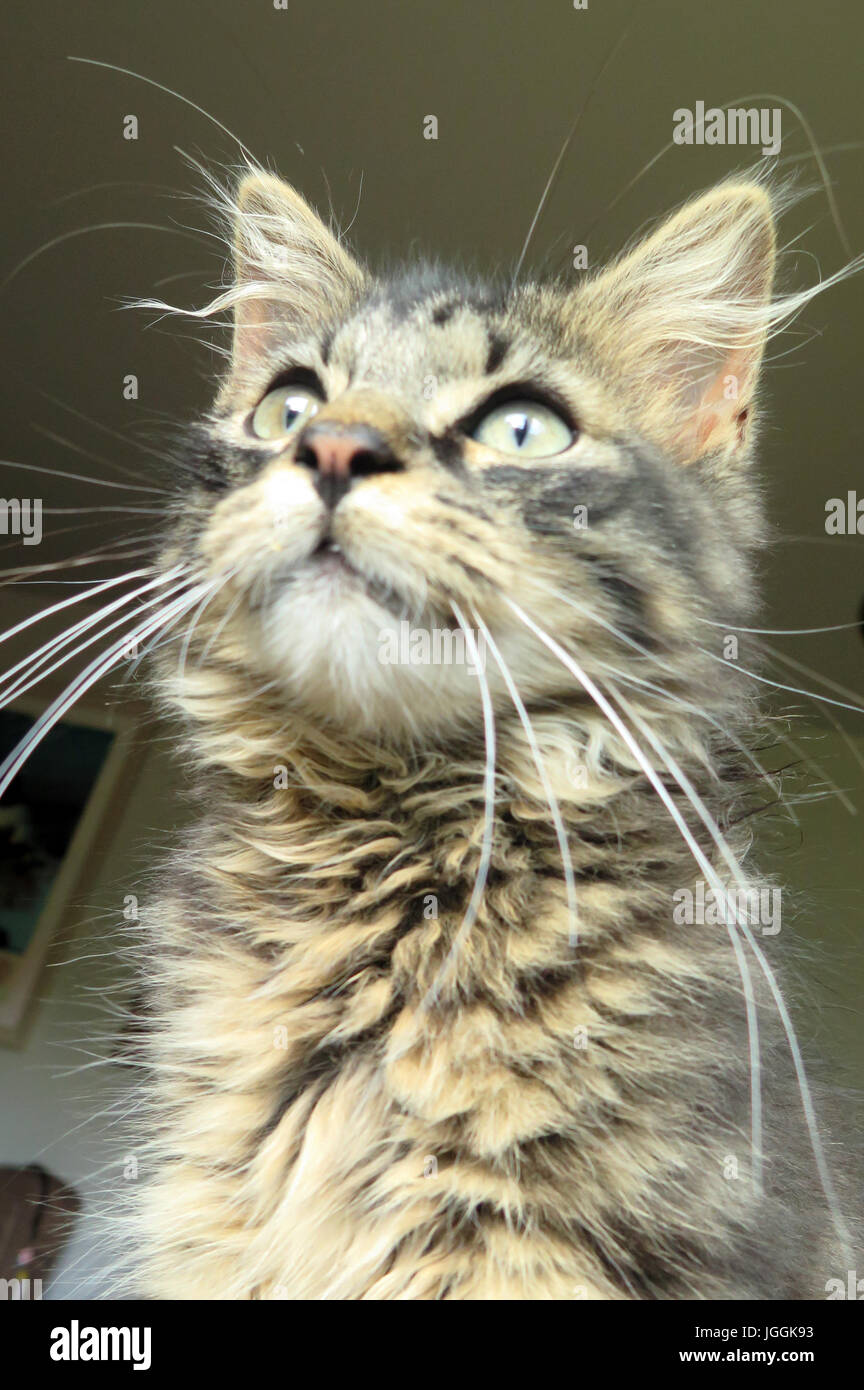 Cat, Feline, Felid, Domesticated Pet Stock Photo - Alamy
