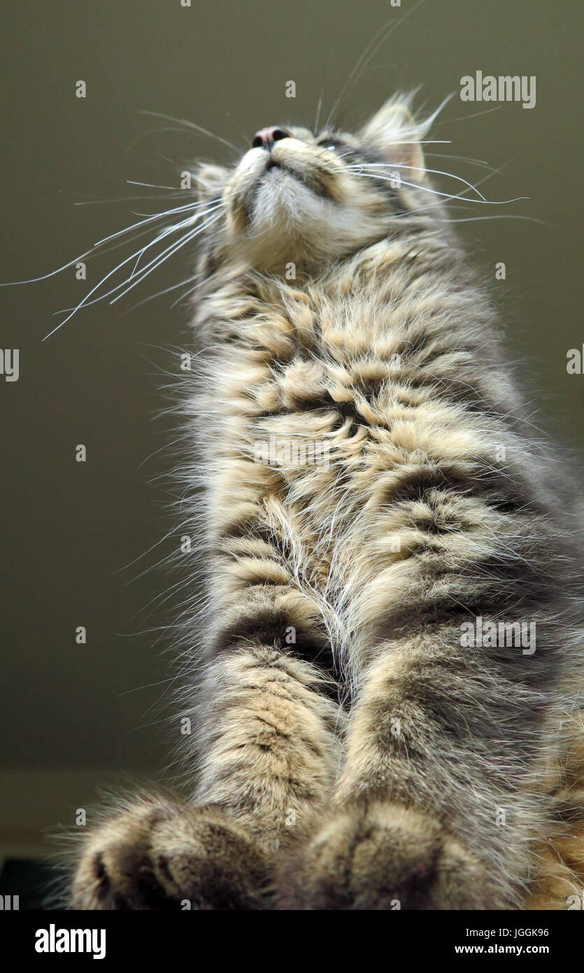 Cat, Feline, Felid, Domesticated Pet Stock Photo - Alamy