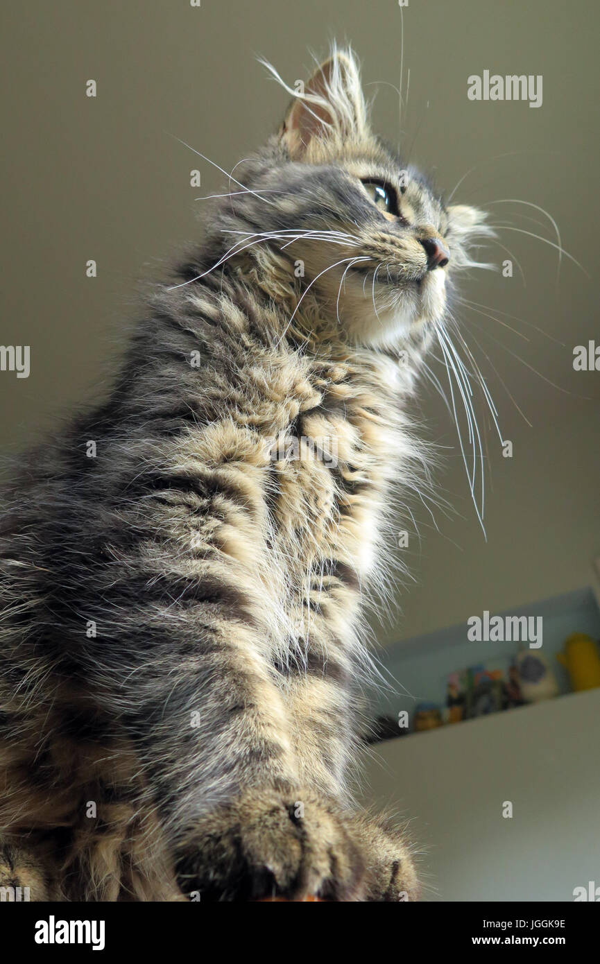 Cat, Feline, Felid, Domesticated Pet Stock Photo - Alamy