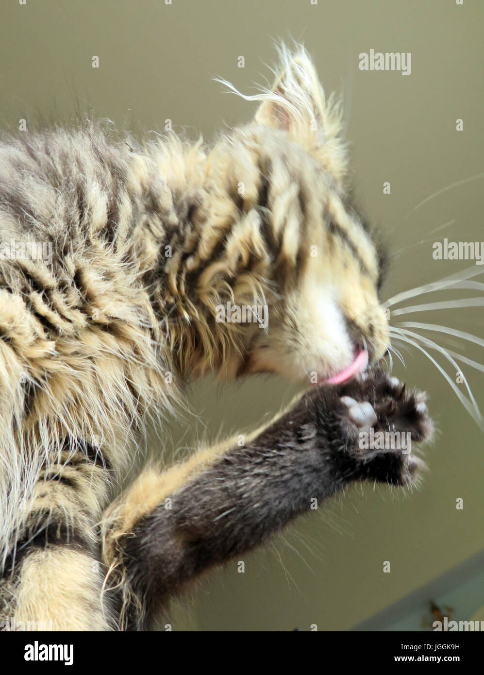 Cat, Feline, Felid, Domesticated Pet Stock Photo - Alamy