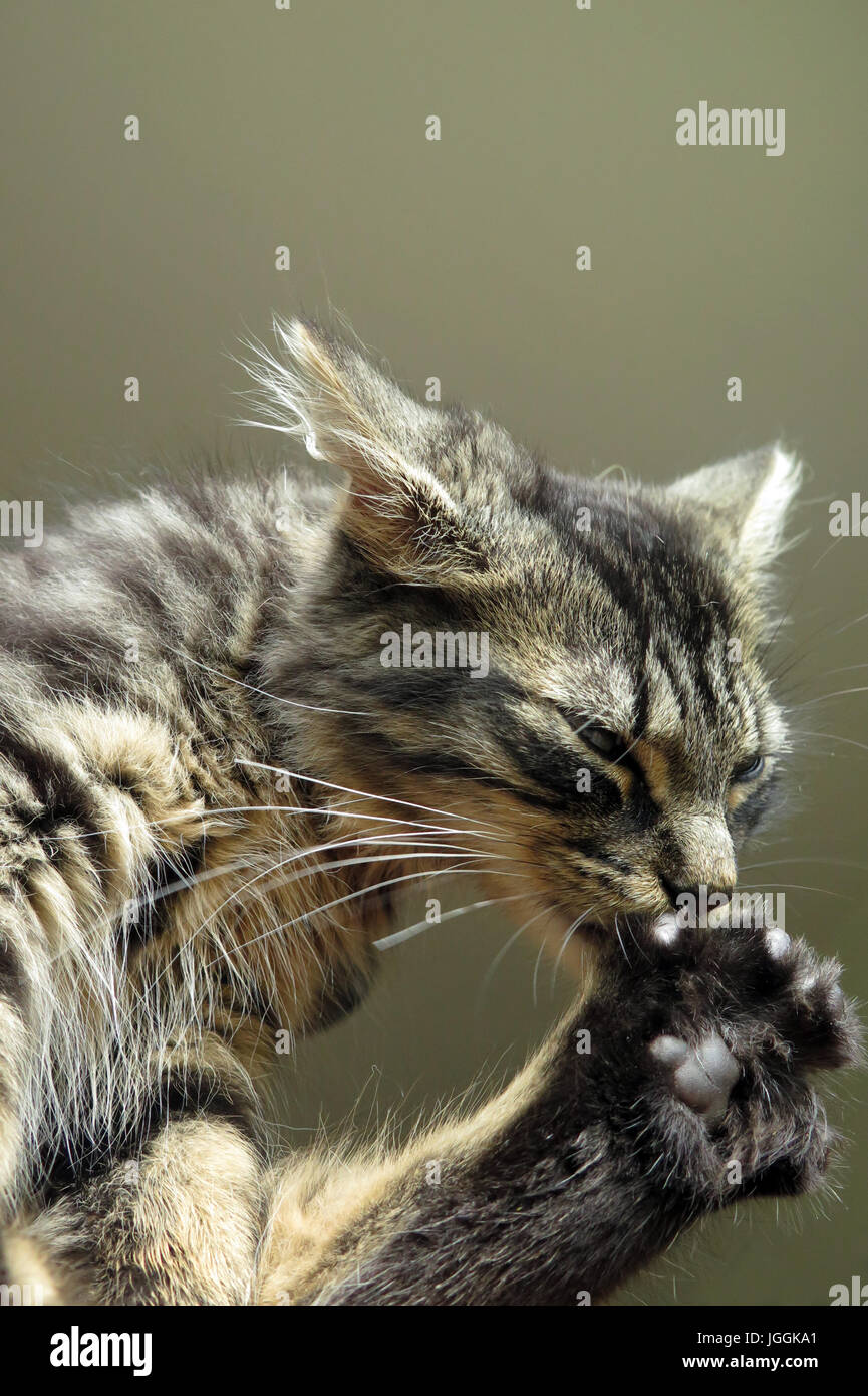 Cat, Feline, Felid, Domesticated Pet Stock Photo - Alamy