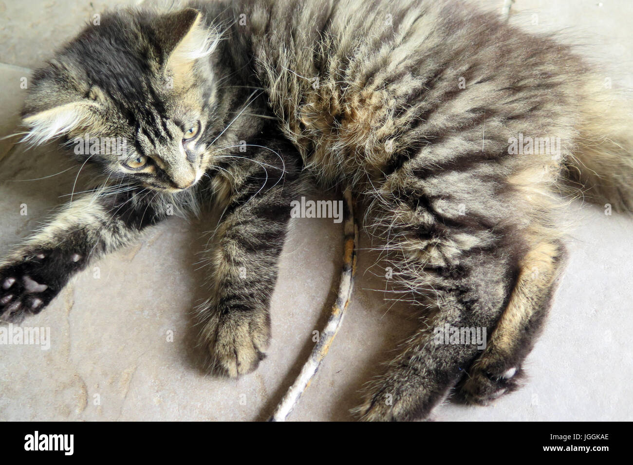 Cat, Feline, Felid, Domesticated Pet Stock Photo - Alamy