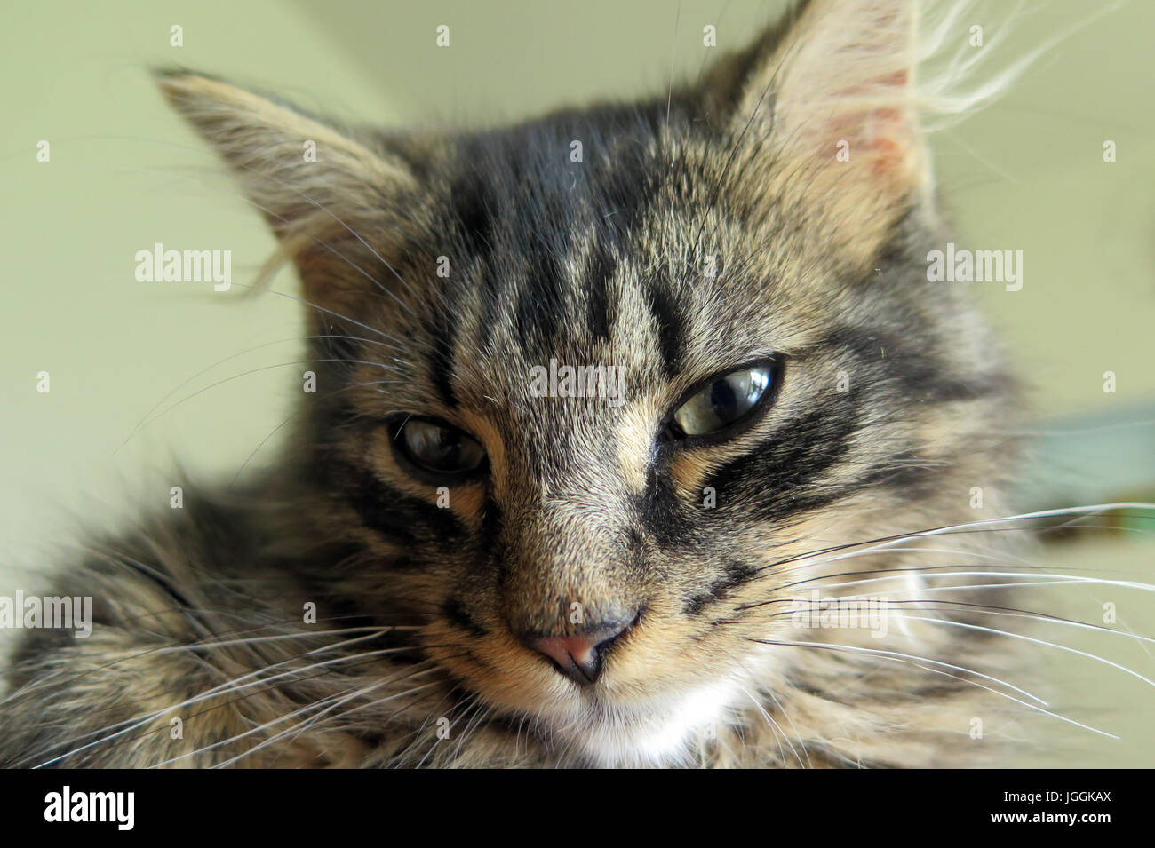 Cat, Feline, Felid, Domesticated Pet Stock Photo - Alamy