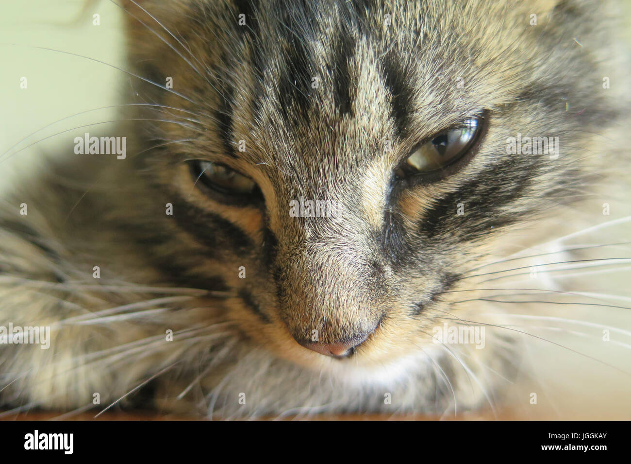 Cat, Feline, Felid, Domesticated Pet Stock Photo - Alamy