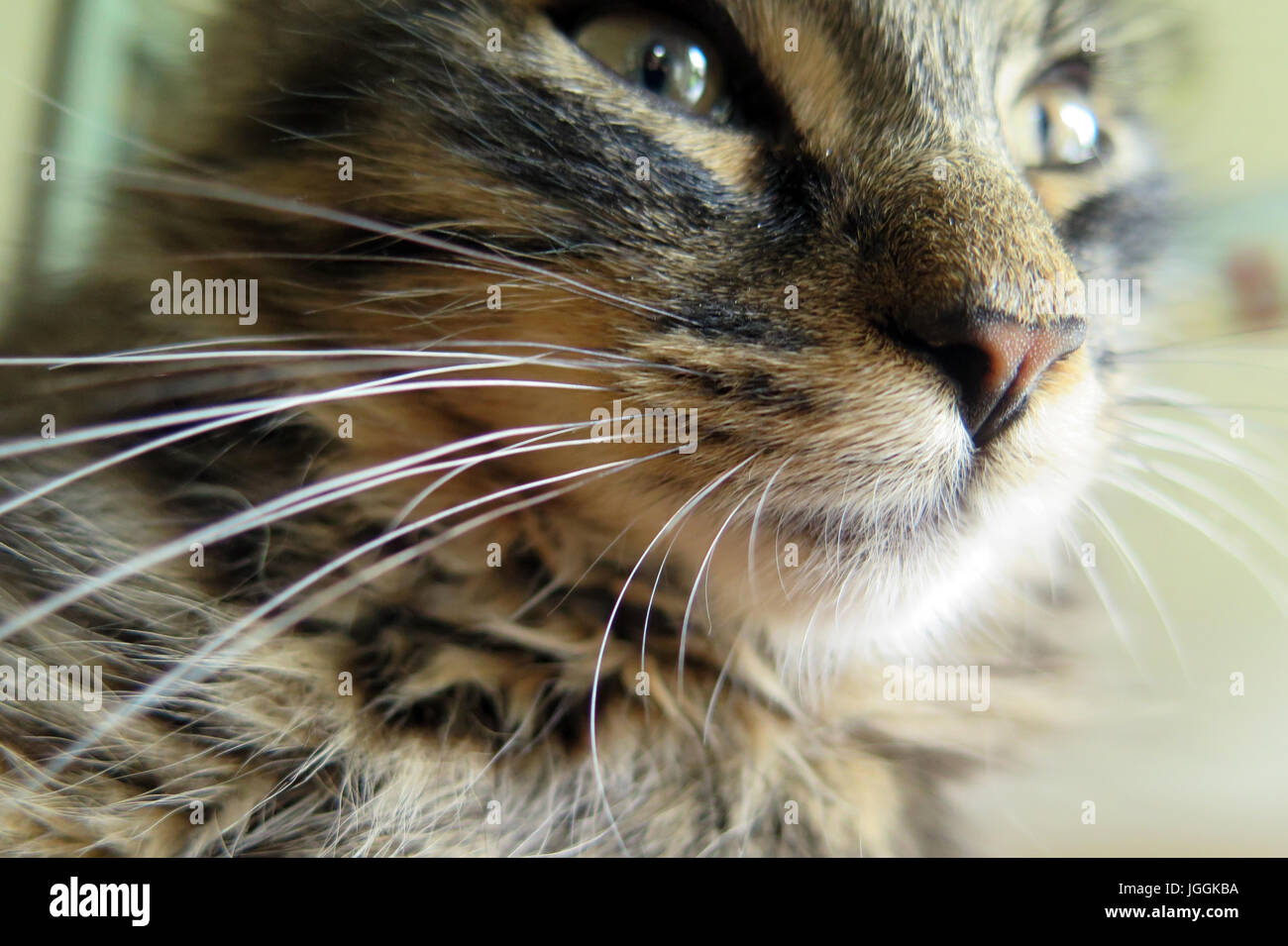 Cat, Feline, Felid, Domesticated Pet Stock Photo - Alamy