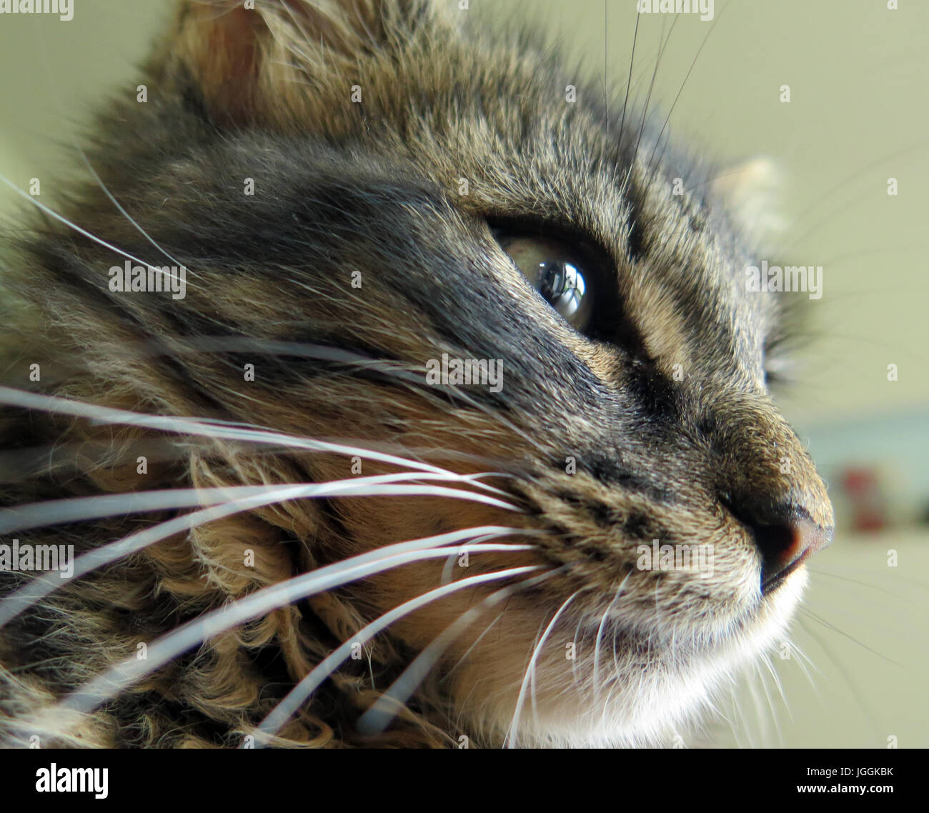 Cat, Feline, Felid, Domesticated Pet Stock Photo - Alamy