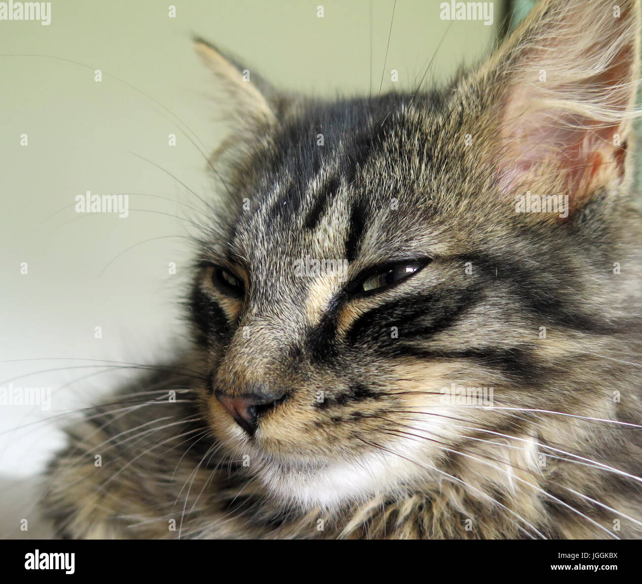 Cat, Feline, Felid, Domesticated Pet Stock Photo - Alamy