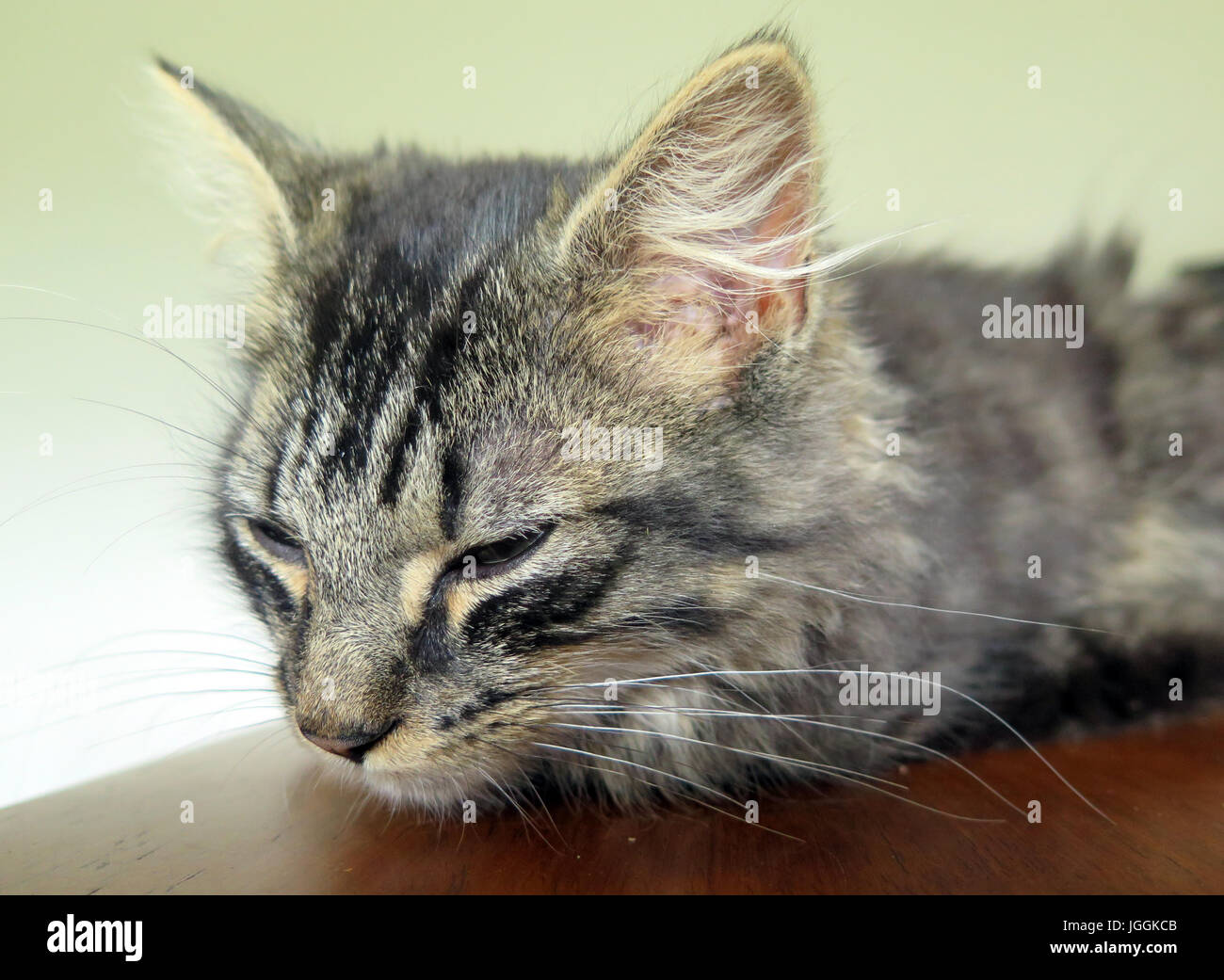 Cat, Feline, Felid, Domesticated Pet Stock Photo - Alamy