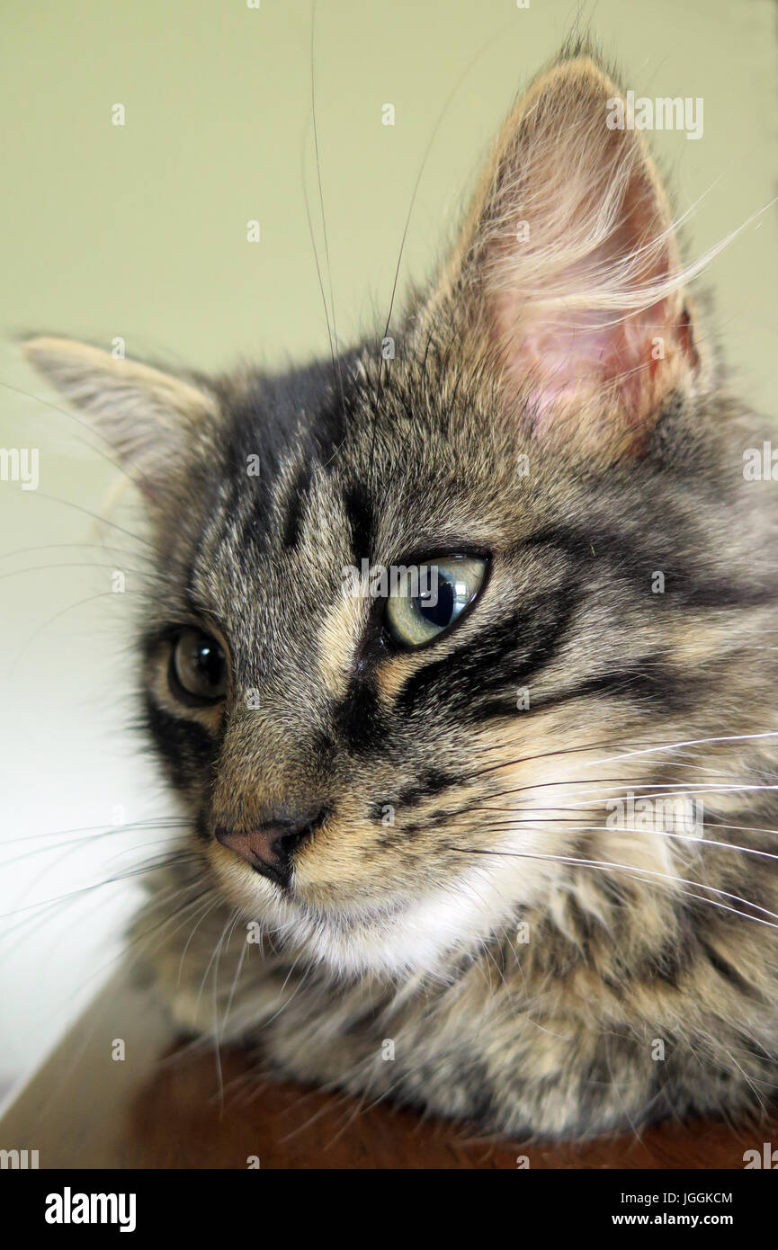 Cat, Feline, Felid, Domesticated Pet Stock Photo - Alamy