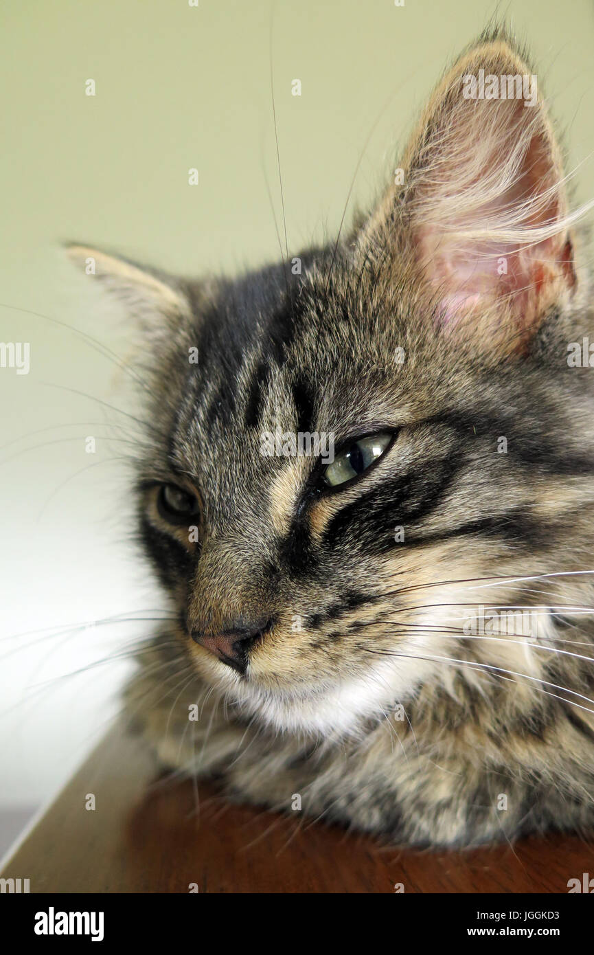 Cat, Feline, Felid, Domesticated Pet Stock Photo - Alamy