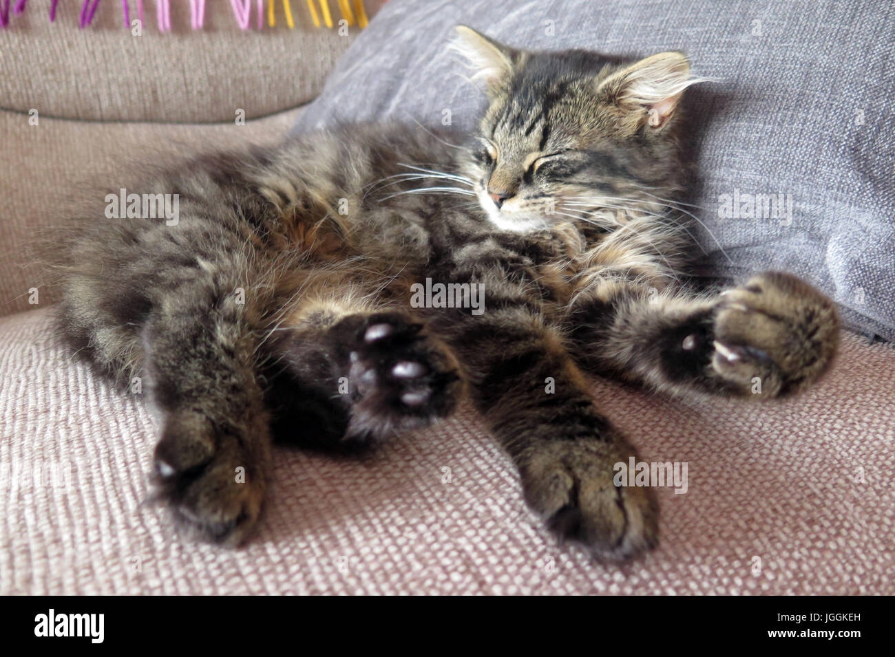 Cat, Feline, Felid, Domesticated Pet Stock Photo - Alamy