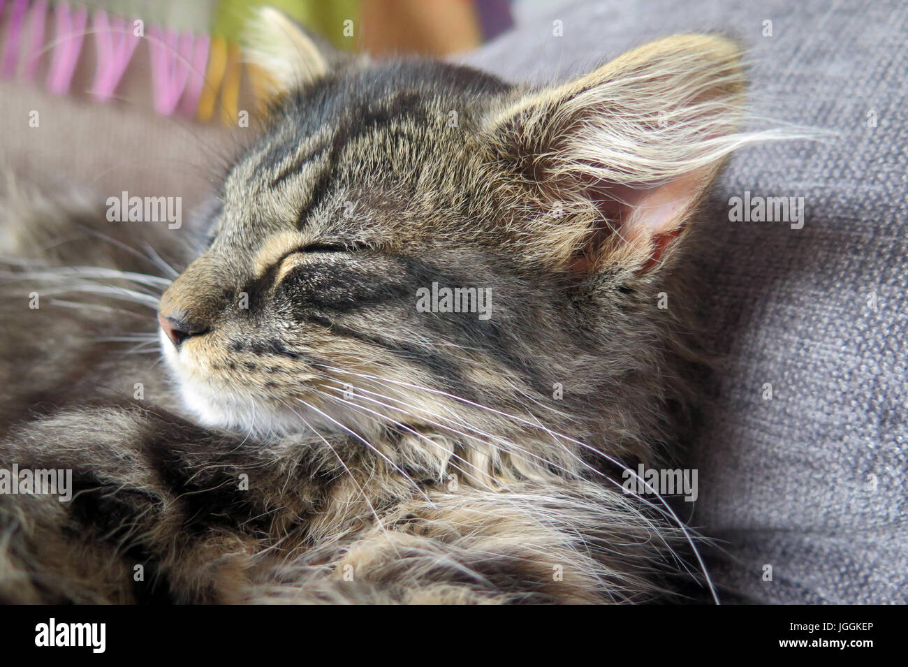 Cat, Feline, Felid, Domesticated Pet Stock Photo - Alamy