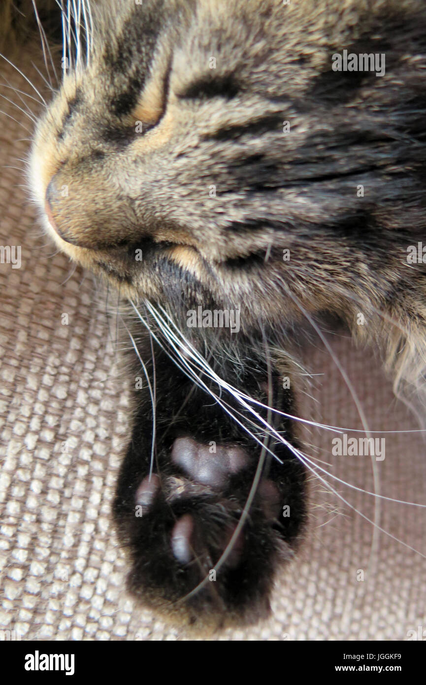 Cat, Feline, Felid, Domesticated Pet Stock Photo - Alamy