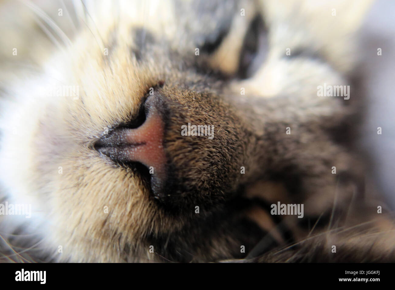 Cat, Feline, Felid, Domesticated Pet Stock Photo - Alamy