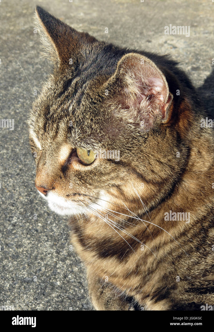 Cat, Feline, Felid, Domesticated Pet Stock Photo - Alamy