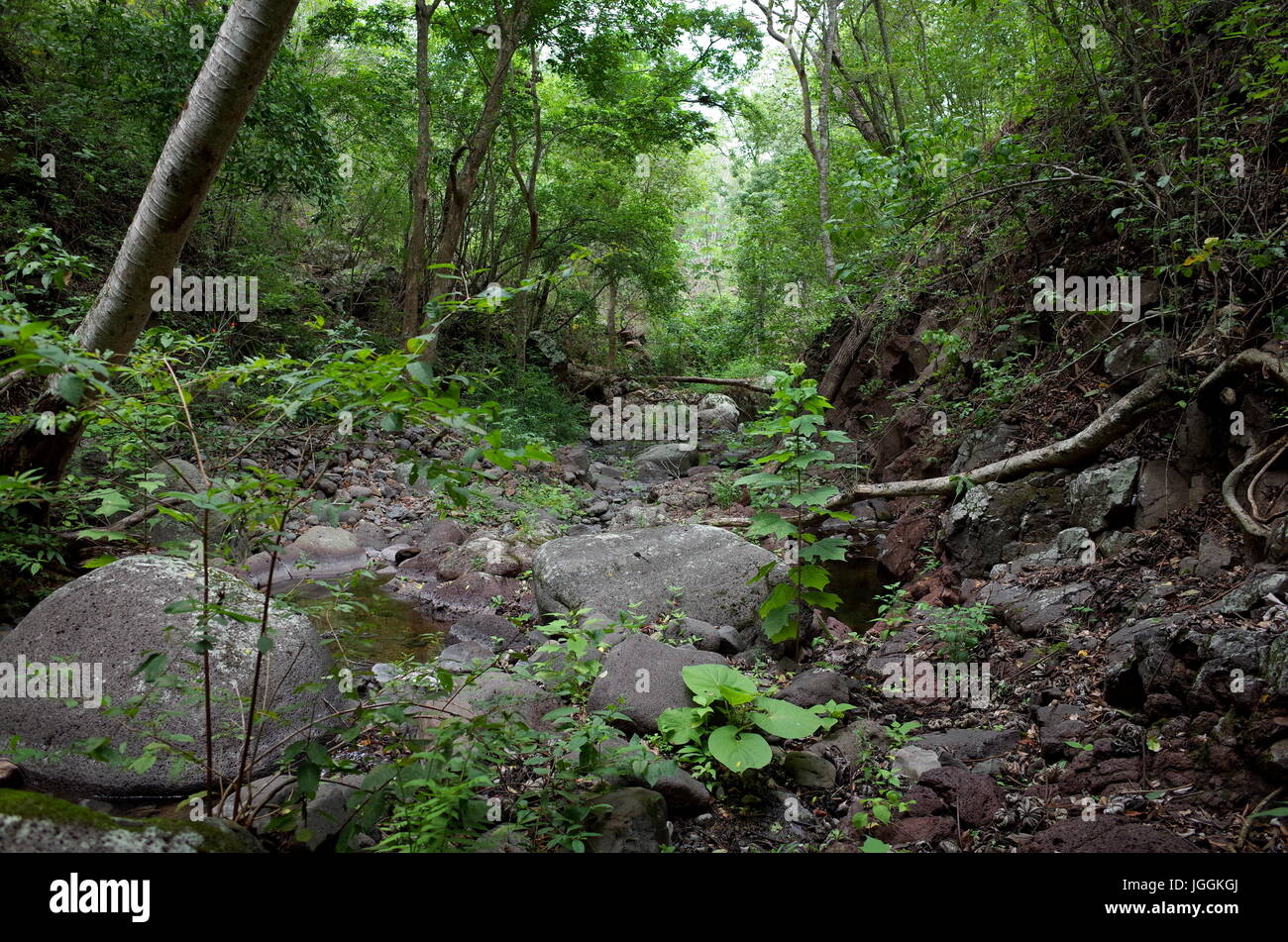 Inside the cloud forest in the Reserva Natural Miraflor, a popular ...