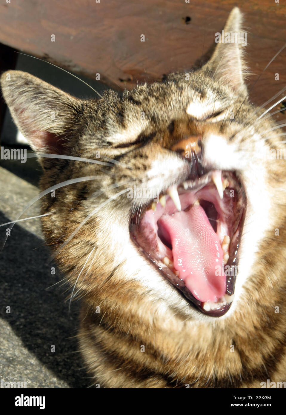 Cat, Feline, Felid, Domesticated Pet Stock Photo - Alamy