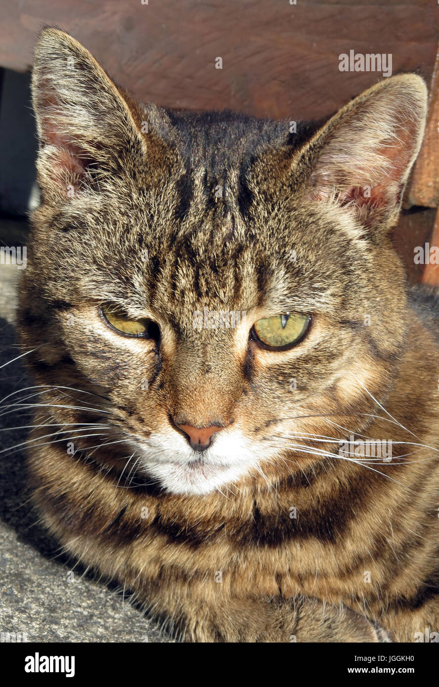 Cat, Feline, Felid, Domesticated Pet Stock Photo - Alamy