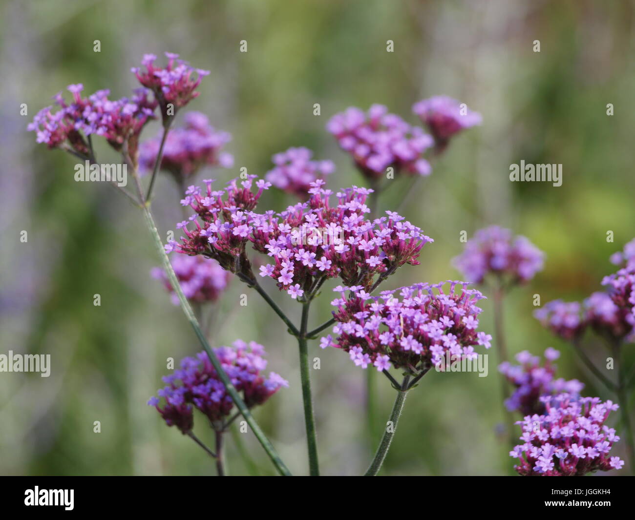 backgrounds, purple flower spray Stock Photo - Alamy