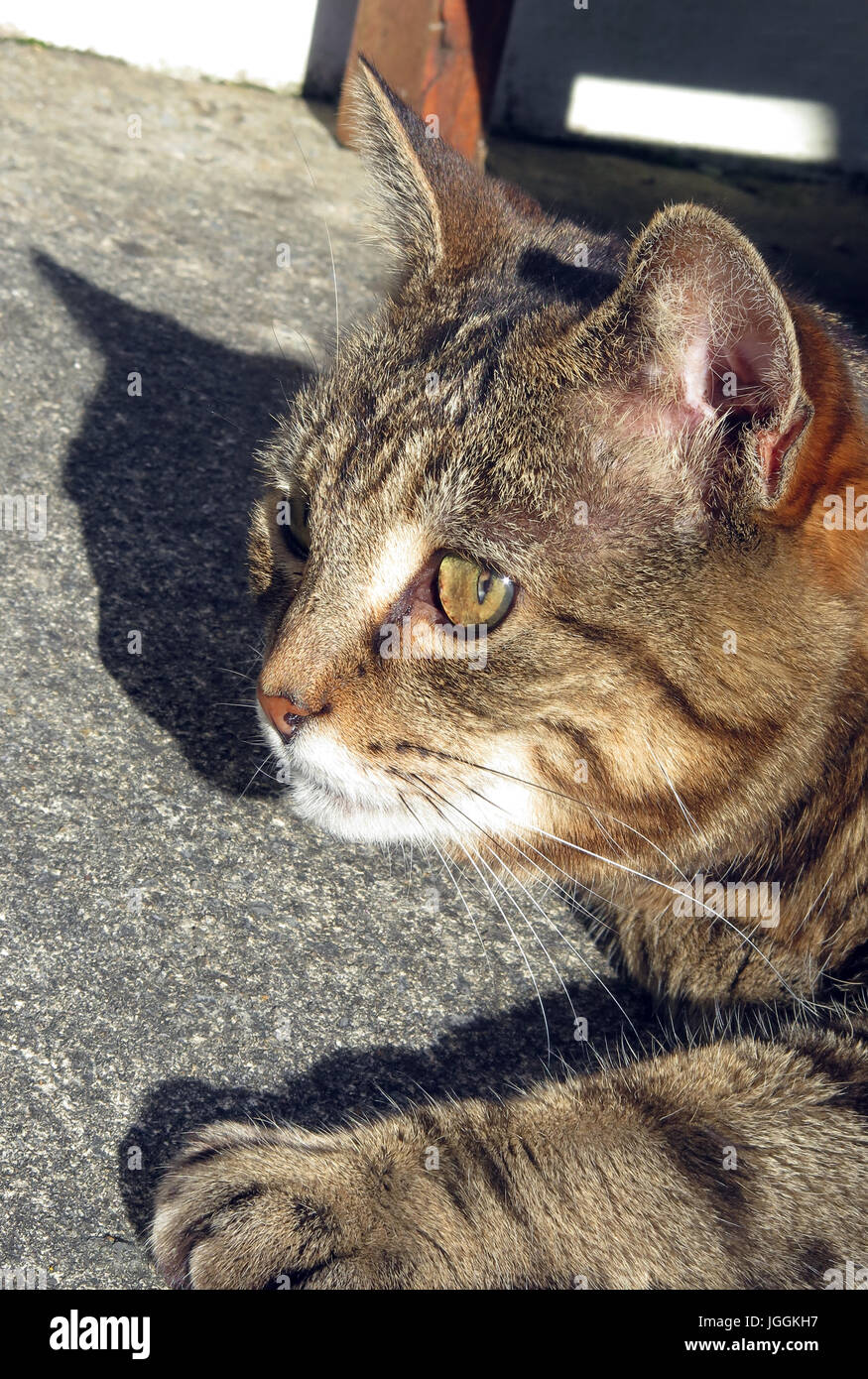 Cat, Feline, Felid, Domesticated Pet Stock Photo - Alamy