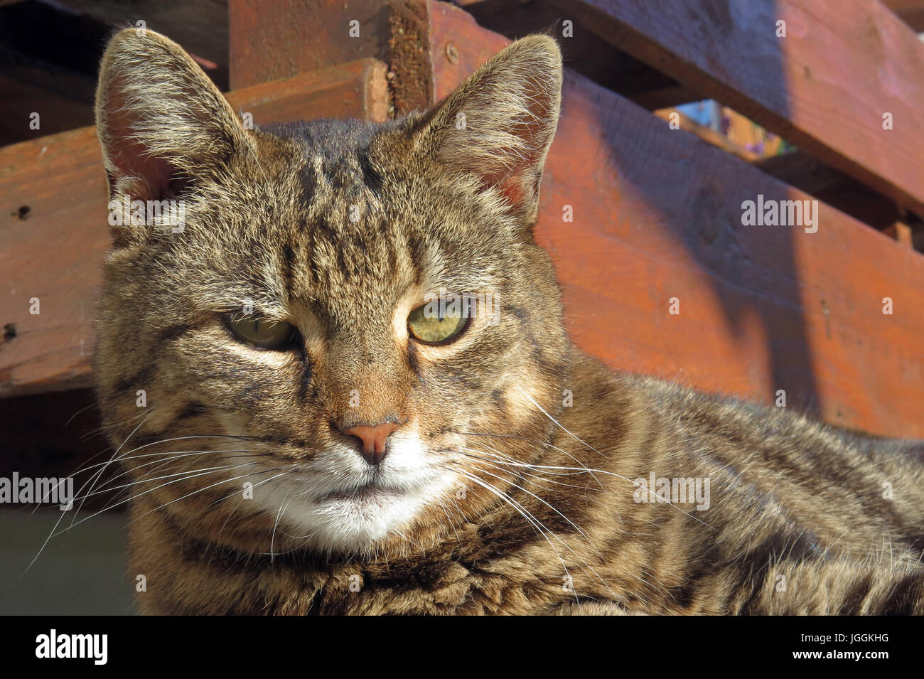 Cat, Feline, Felid, Domesticated Pet Stock Photo - Alamy