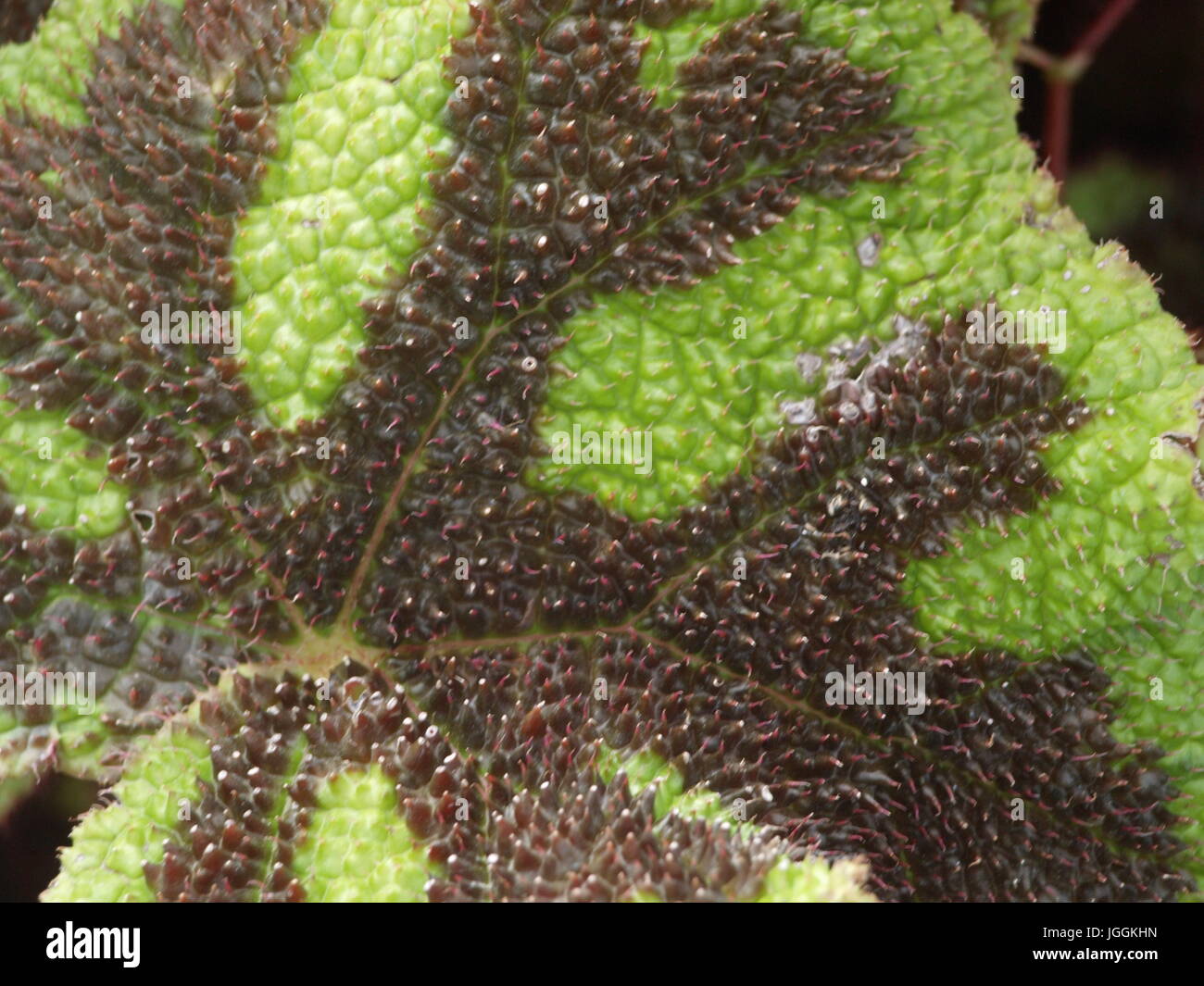 Variegated leaf, background image Stock Photo - Alamy