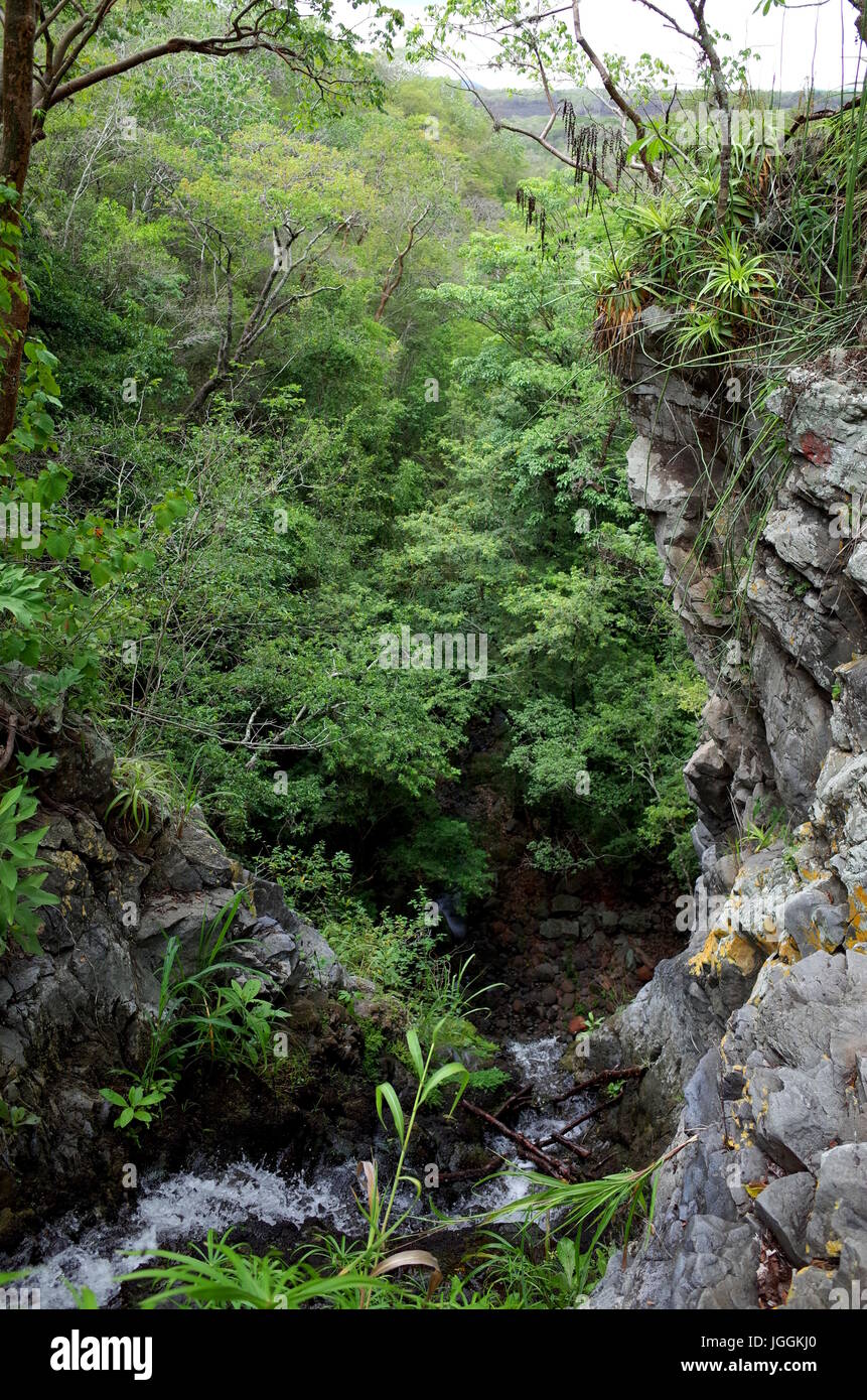 Inside the cloud forest in the Reserva Natural Miraflor, a popular ...