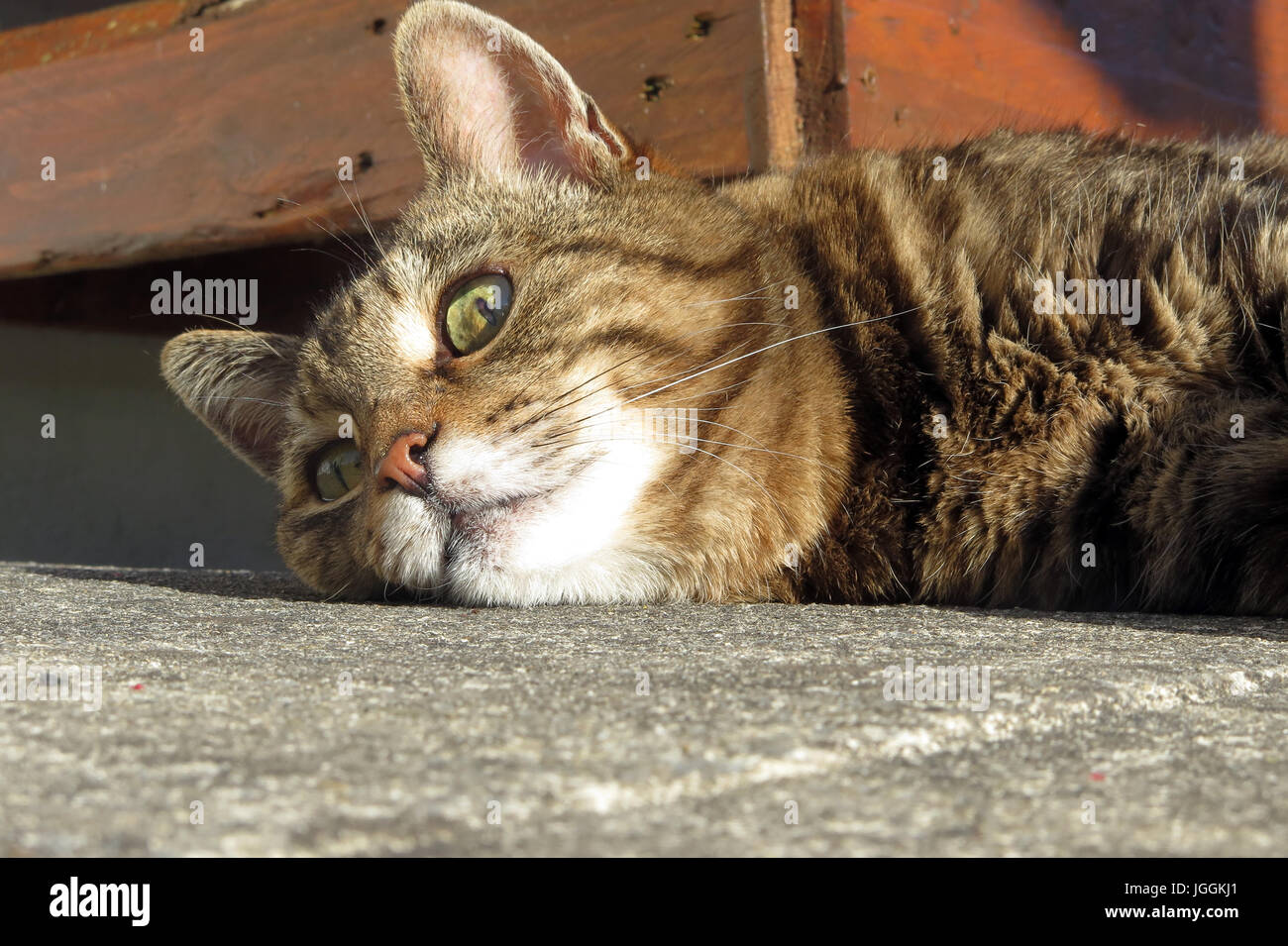 Cat, Feline, Felid, Domesticated Pet Stock Photo - Alamy